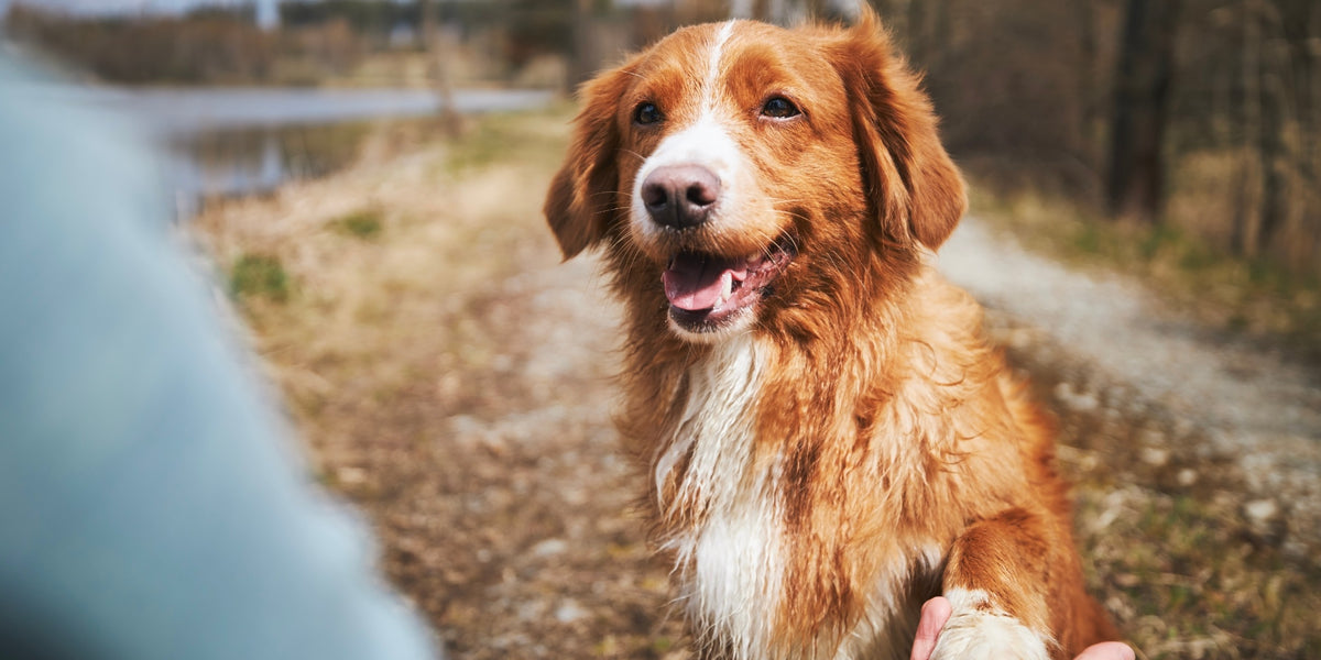 Top 20 Largest Dog Breeds Epi Pet