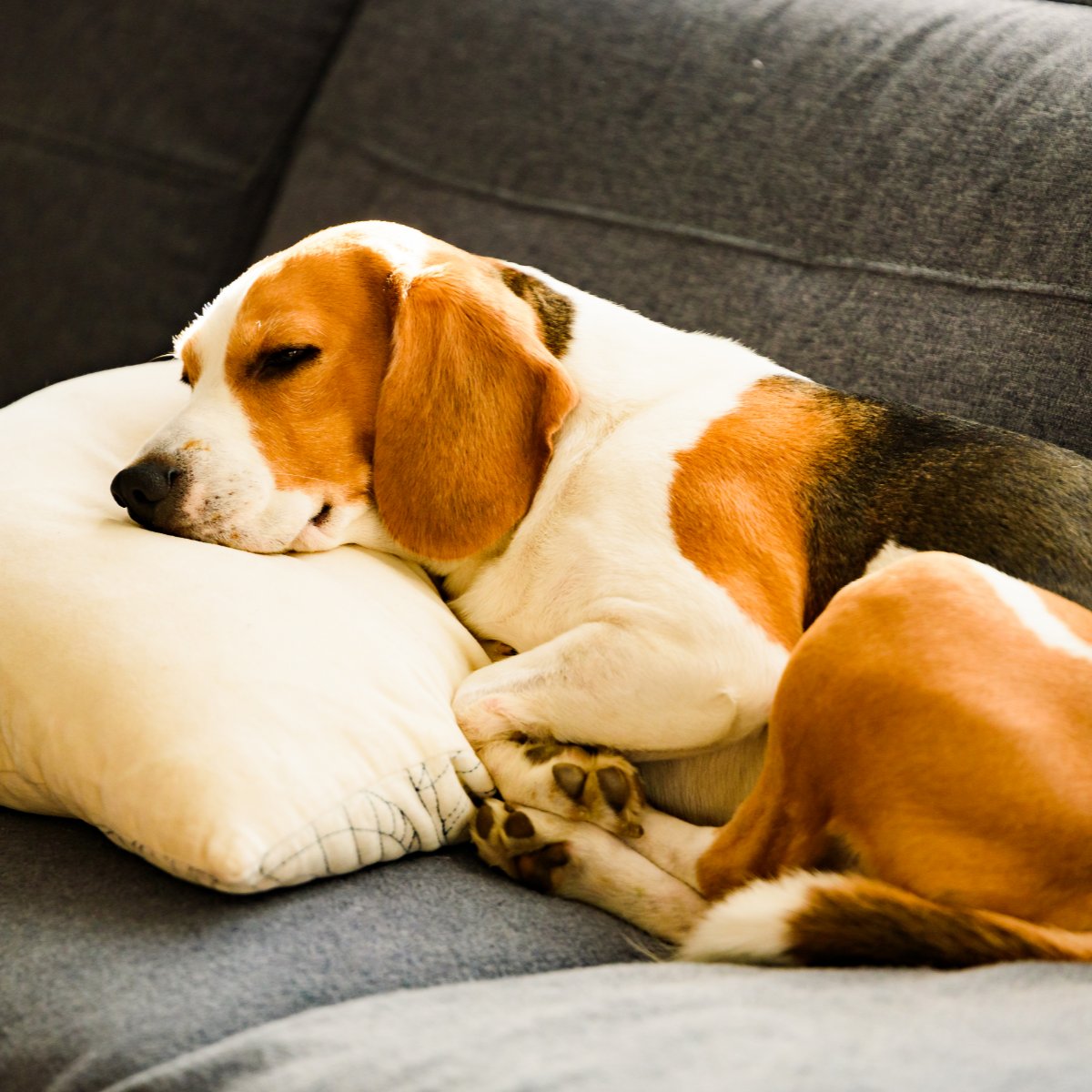 Let Sleeping Dogs Lie — Epi-Pet